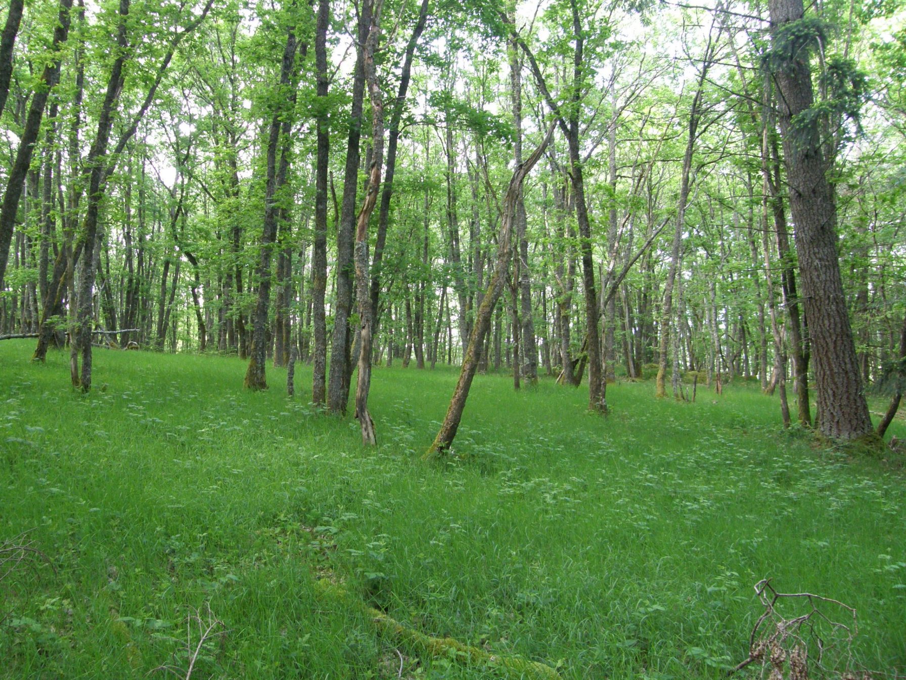 Example [#824] | O-Map Wiki