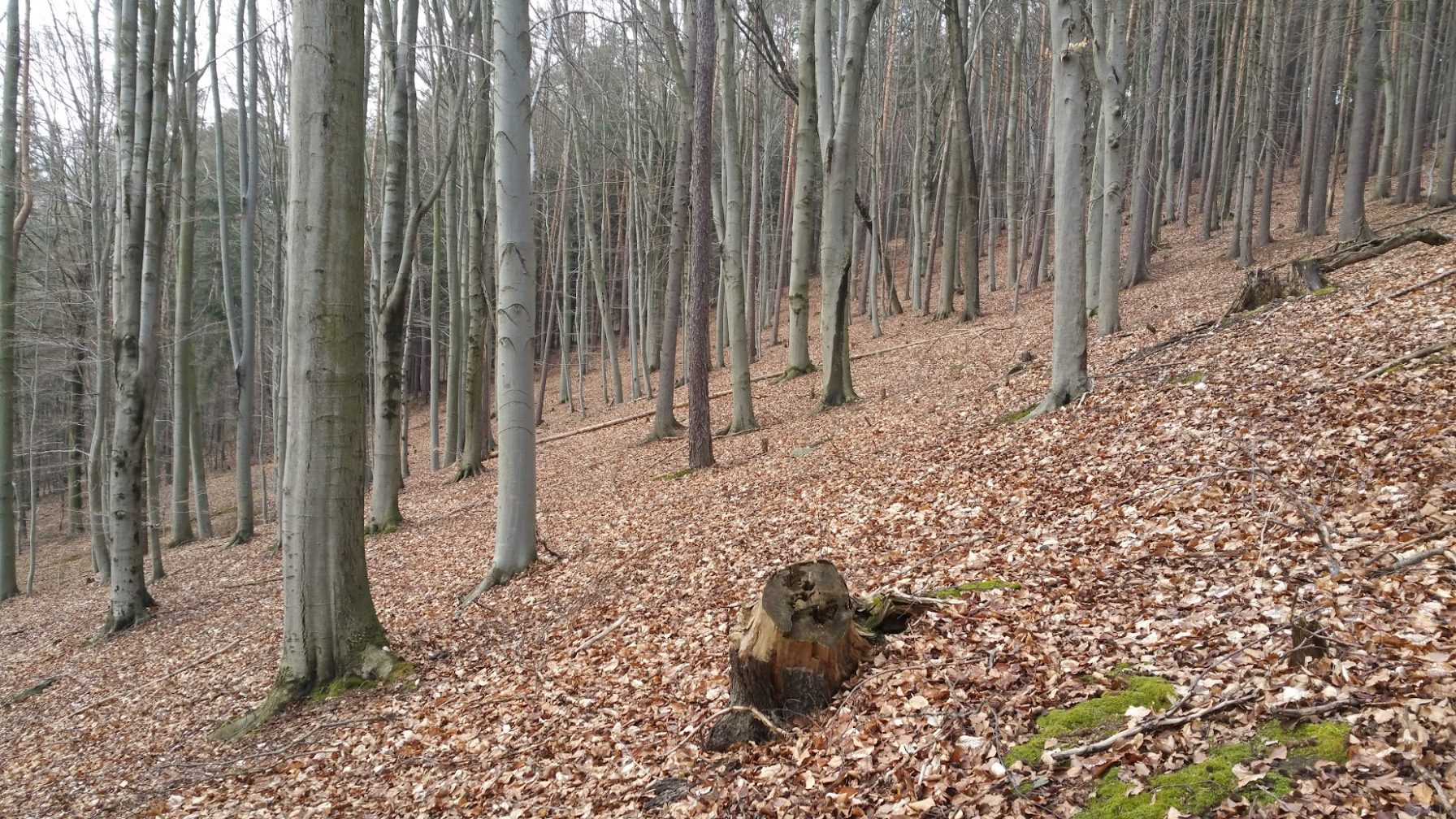 Example [#895] | O-Map Wiki