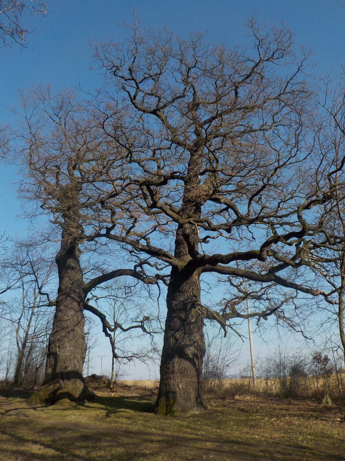 Example [#1920] | O-Map Wiki