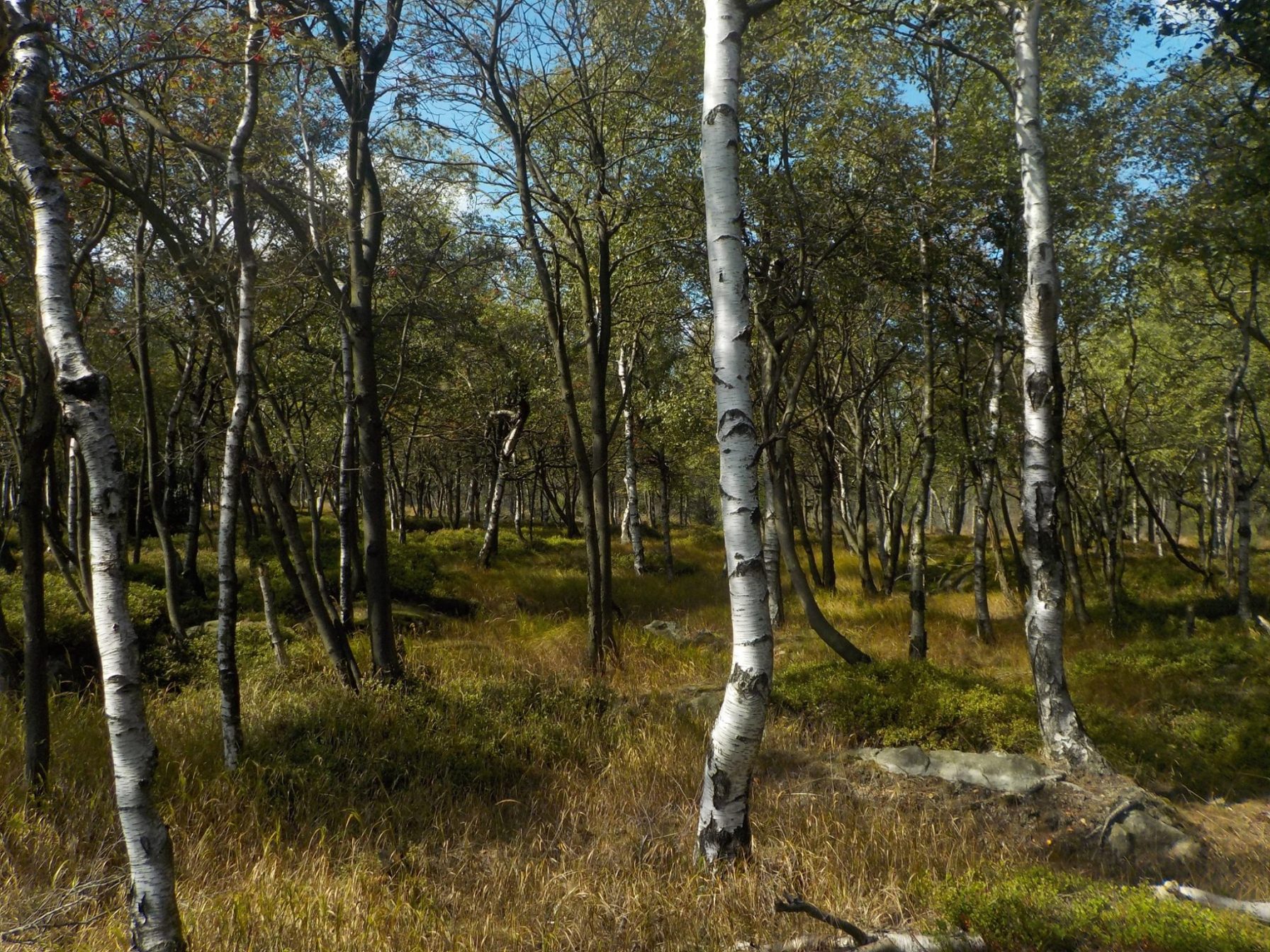 Example [#1963] | O-Map Wiki