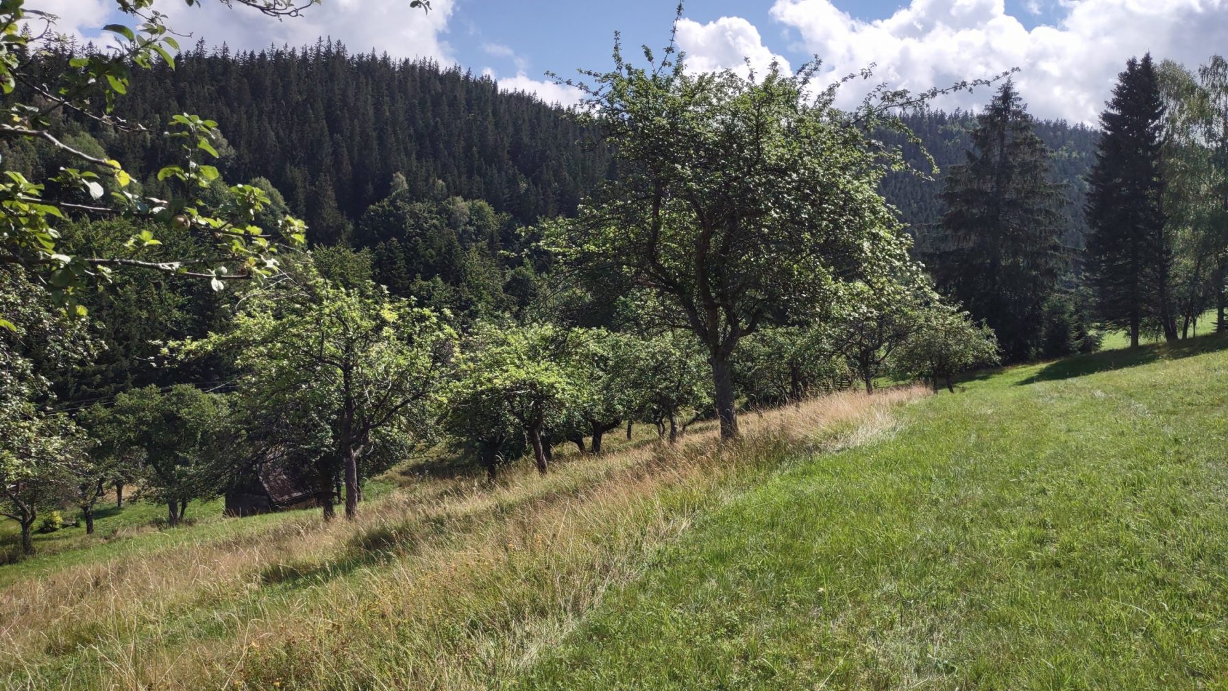 Example [#2715] | O-Map Wiki