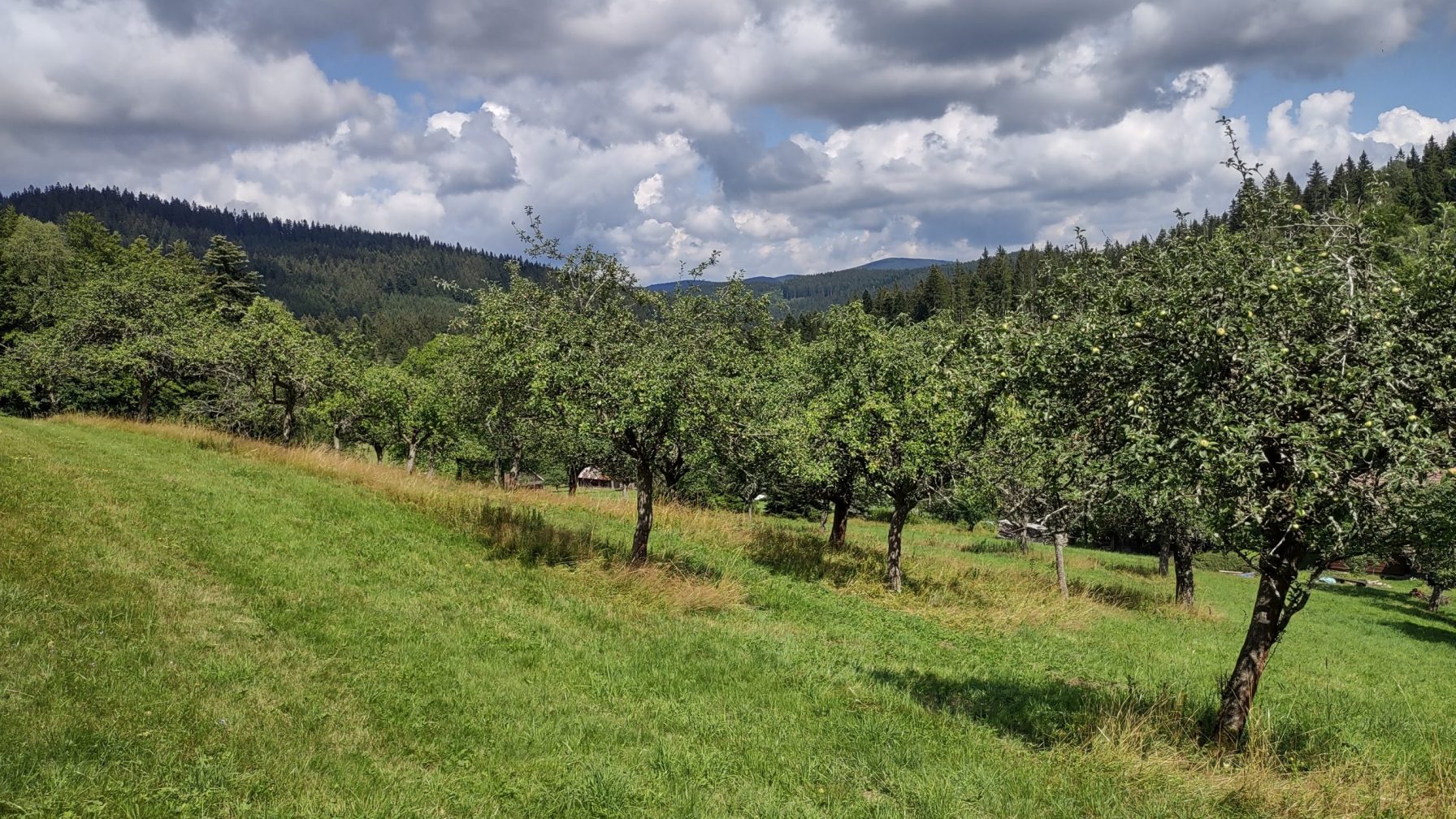 Example [#2715] | O-Map Wiki