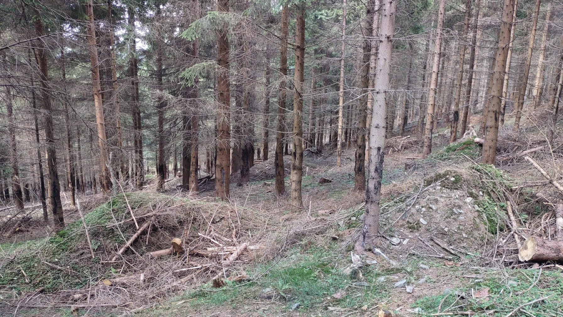 Example [#2719] | O-Map Wiki