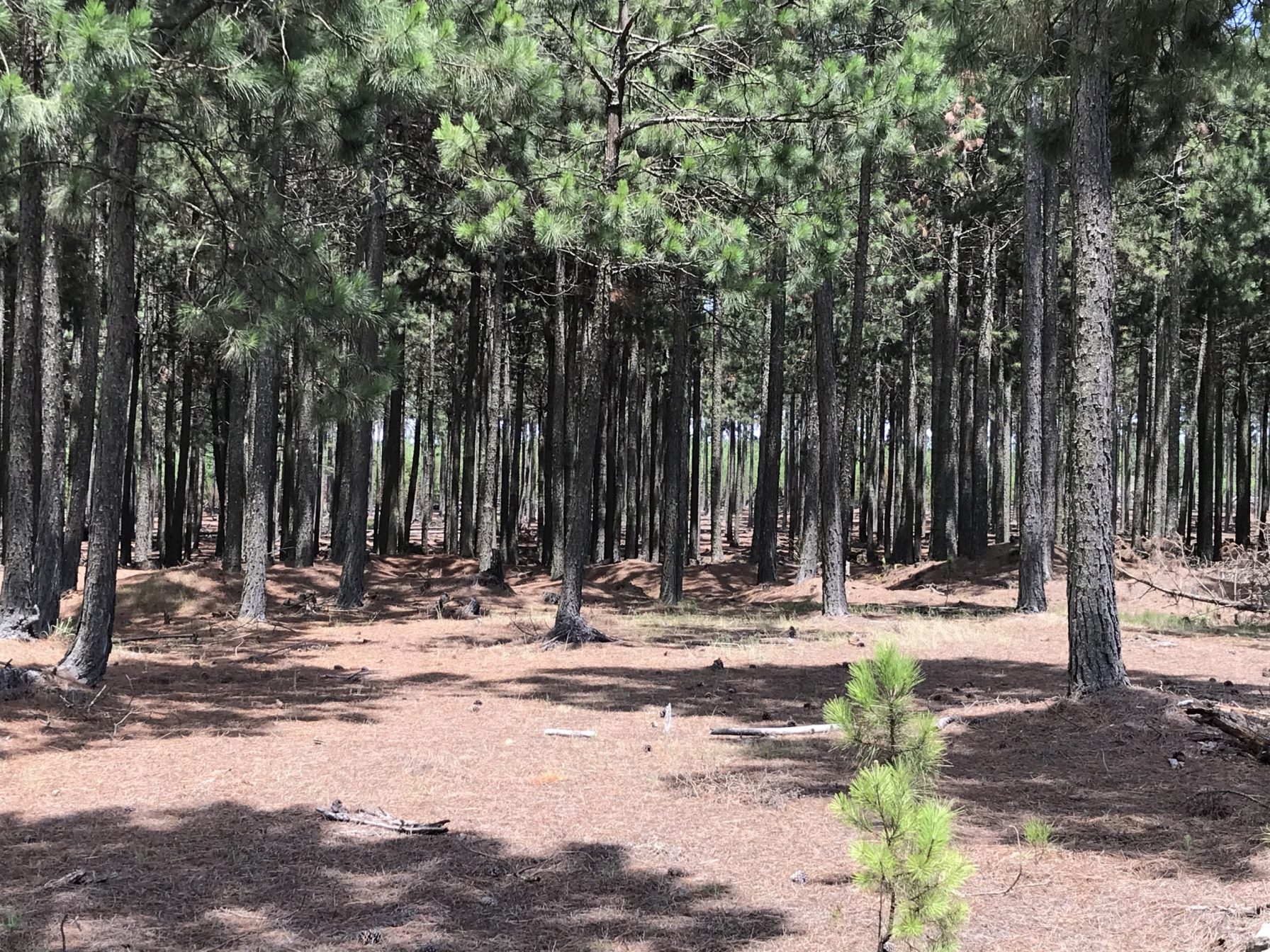 Example [#2964] | O-Map Wiki